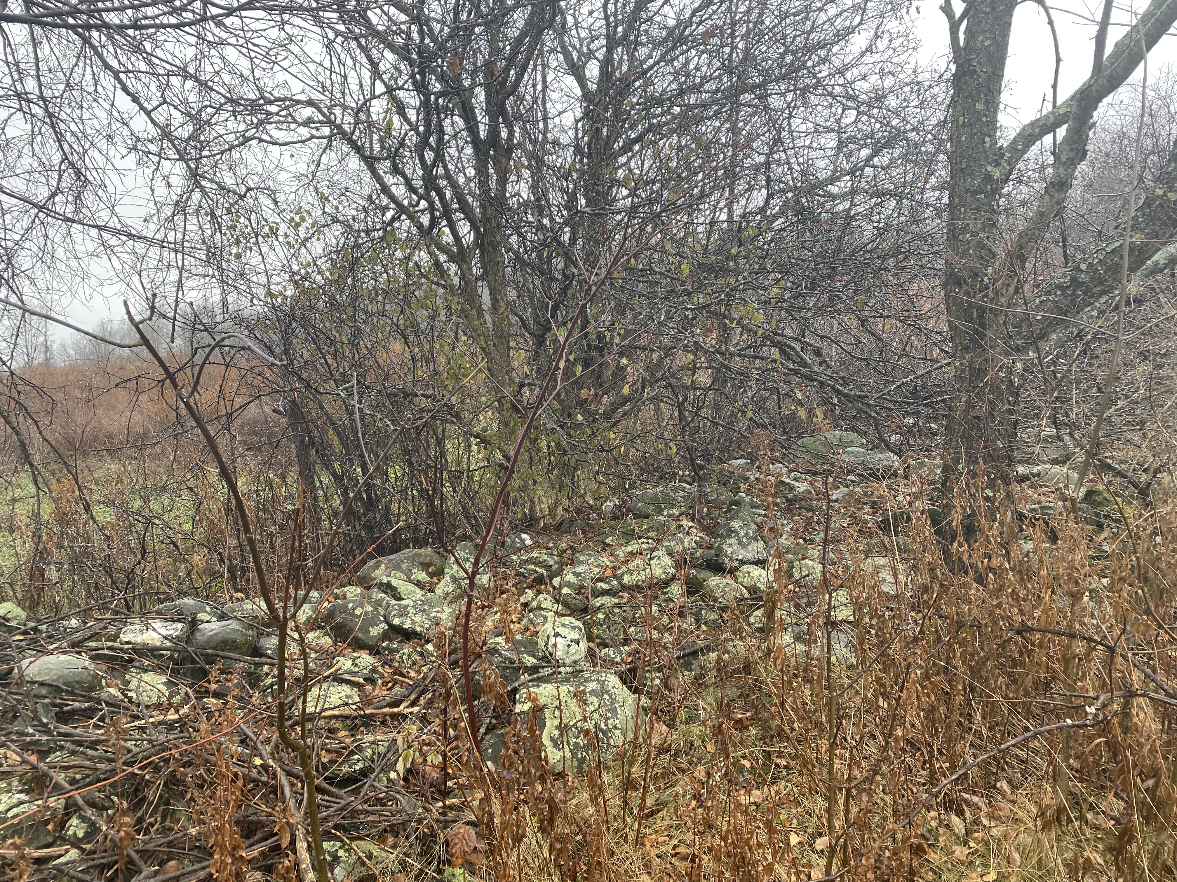 Connect the Dots: Winterberry in the Hedgerow – Jane Dorney